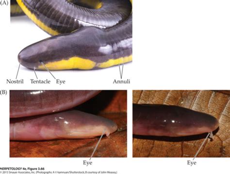 Systematics Of Gymnophiona Chris Kellner Flashcards Quizlet