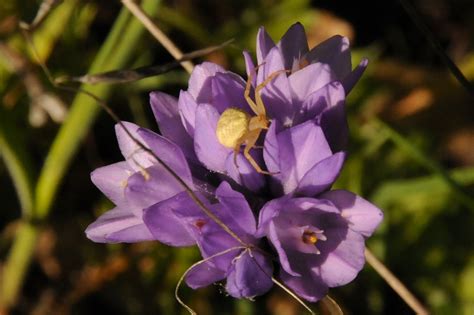 Science Corner Spider Season