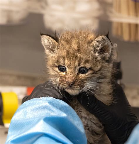 Two Orphaned Bobcat Kittens Being Rehabilitated At Think Wild Think