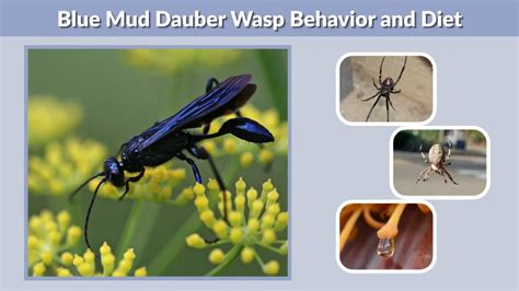 Blue Mud Dauber Wasp Identification Behavior Sting And Habitat