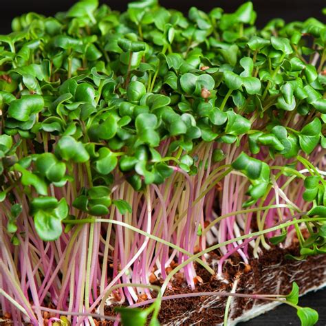 Beet Microgreens Benefits And How To Grow Them Artofit