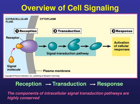 Ppt [vii] Regulation Of Gene Expression Via Signal Transduction