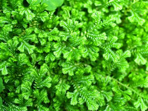 Ejemplos De Pteridofitas Y Su Importancia Ecológica