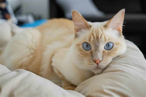 How Long Do Flame Point Siamese Cats Live