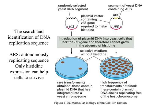 Ppt Dna Replication Repair And Recombination Powerpoint Presentation Id1273798