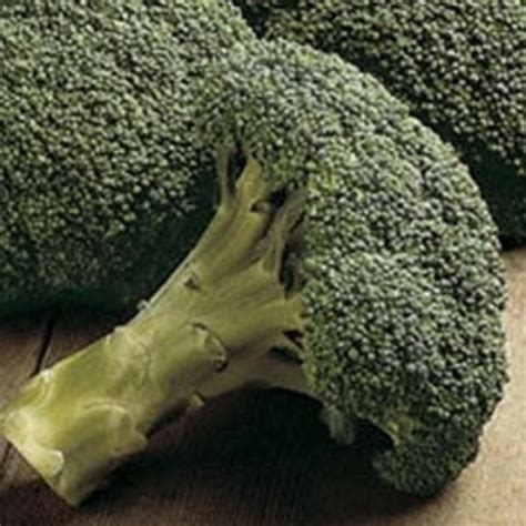 Pack Pro Broccoli Pack Pro Broccoli Seeds Packman Broccoli Packman