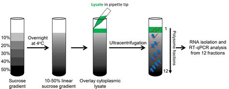 Polysome Fractionation To Analyze Mrna Distribution Profiles —bio Protocol