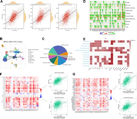 Relationship Between Ftl And Immune Infiltration In Brca A The Download Scientific Diagram