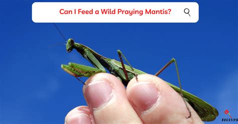 What Do Praying Mantis Eat A Detailed Guide Bugstips