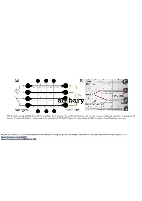 Root Chip For Growth And Imaging Of Arabidopsis Plants Afribary