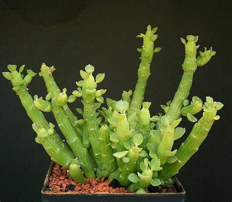 Monadenium Ellenbeckii Fa Caulopodium Plantas Bulbosas Cactus Y