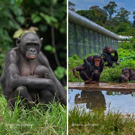 Bonobos Chimpanzees Greatapes Conservation Friends Of Bonobos