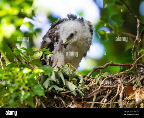 Common Buzzard Chicks Developing Well In The Cotswold Hills