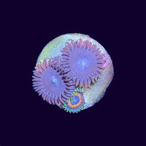 Purple People Eater And Eagle Eye Mix Zoa Thecoralcentre