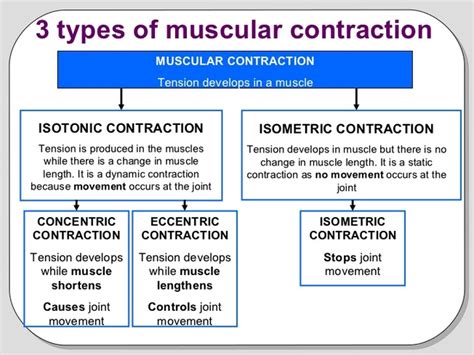 Isokinetic Contraction