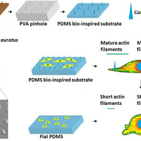 Schematic Diagram Of Cell Attachment On Canonical Pillar Based Pdms Download Scientific Diagram