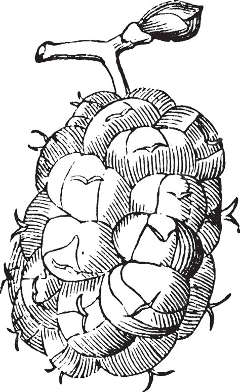 Genus Clipart