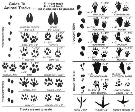 Identifying Animal Tracks In Ohio Animal Tracks In Snow North