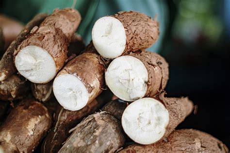 25 Facts About Cassava Ohmyfacts