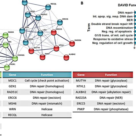 Network And Functional Predictions Of Cddp Induced Gene Expression