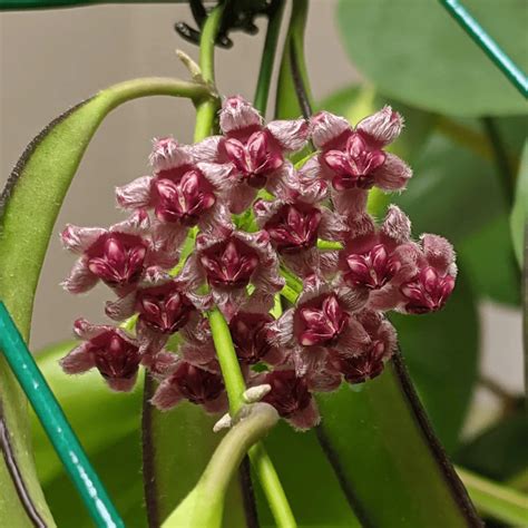 Complete Hoya Wayetii Care Guide Hoyaplantcare