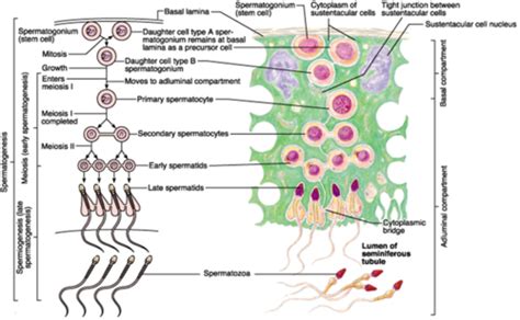 Aandp Ii Final Flashcards Quizlet