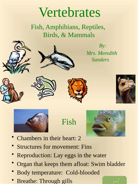 Overview Of Vertebrate Classes Pdf