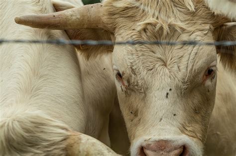 화창한 날 노르망디 프랑스에 녹색 잔디 필드에 방목 하는 소 가축 사육 산업 농업 개념입니다 여름 시골 풍경 목장에 길 들 여 진 가축 닫습니다 가축떼에 대한 스톡 사진 및