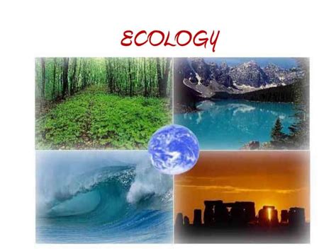 Energy Pyramid Lesson Ppt