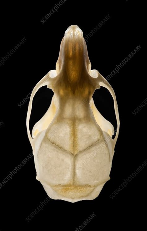 Mouse Skull Stock Image C0022534 Science Photo Library