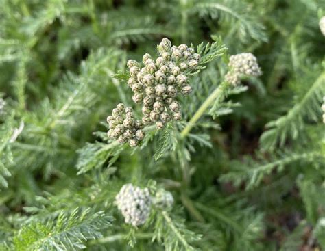 Yarrow A Plant Profile And Seed Historian Report By Katya Wesely Organic Seed Alliance