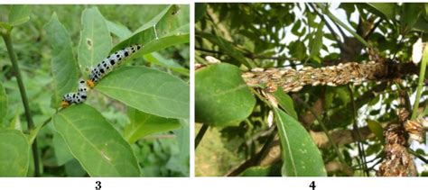Figure 3 4 From New Pests Of Kesseru Heteropanax Fragrans Roxb Seem