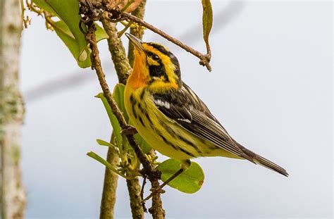 Dendroica Fusca Birds