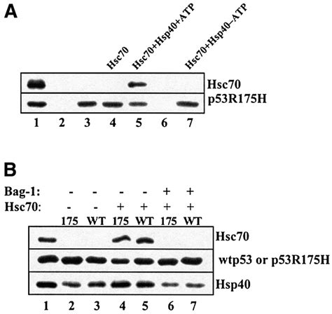 Co‐chaperones Bag‐1, Hop and Hsp40 regulate Hsc70 and Hsp90 ...
