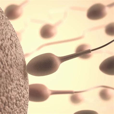 Spermiogramma Biolabor Srl Analisi Cliniche A Matera E Ferrandina