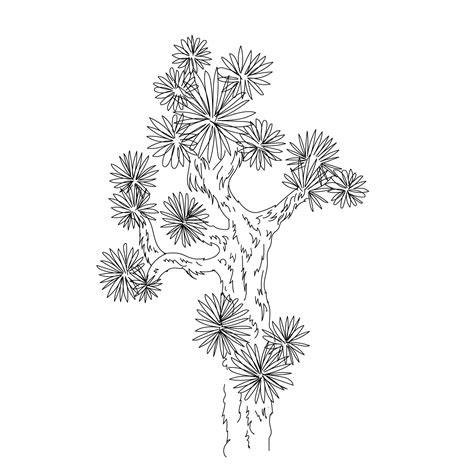 Premium Vector Vector Illustration Plant Tree Giant Sequoia Hand Line
