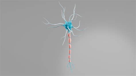 Neuron 3d Model Turbosquid 2021757