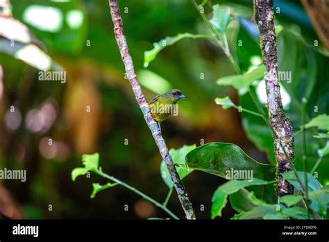 The Captivating Olive Backed Euphonia Euphonia Gouldi A Small
