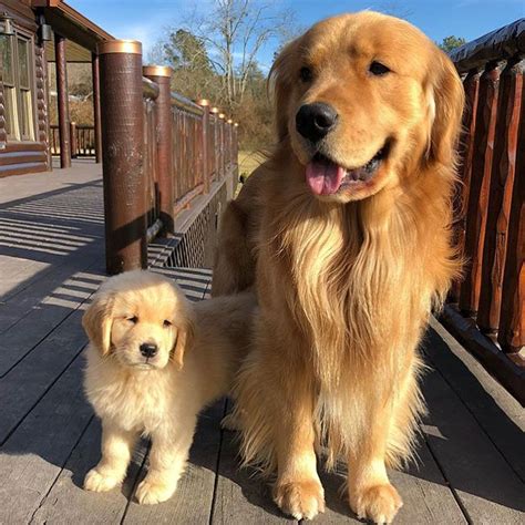 Sos Golden Retriever Golden Retriever à Donner En France Ejla