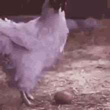 Chicken  Chicken Discover And Share S