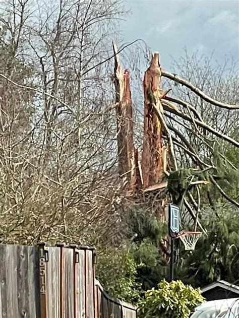 Aftermath From Lightning Hitting Tree Near Kenmore Air Last Night R Seattle