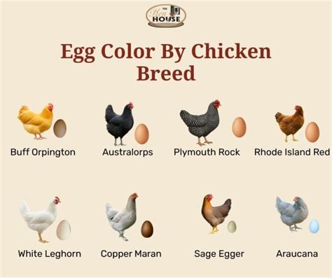 Chicken Egg Colors A Complete Guide Breeds And Egg Colors