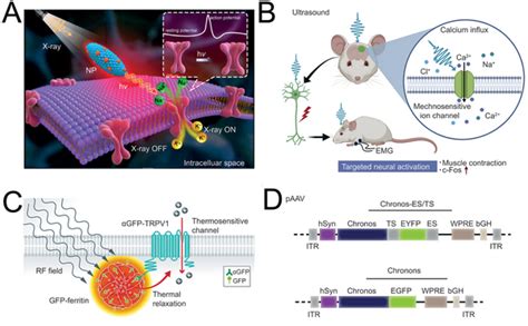 Genetics‐based Neuromodulation A X‐ray Activates Chrs With The