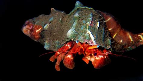 Cangrejo De Ermitaño Rojo Con La Anémona Arrosor Del Dardanus Foto De