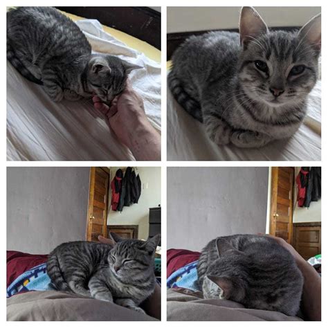 5 Scratches On My Hands Arms In The Past 2 Days But Shes Still An Angel Scrolller