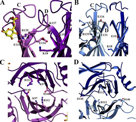 Intermonomer Electrostatic Interactions Of The Bound And Unbound Download Scientific Diagram