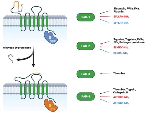 Proteinase Activated Receptor 2 Springboard Of Tumors Anticancer
