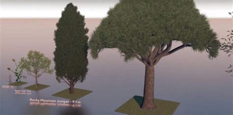 A Digital Animation Explores The Height Of Trees From A 3 Inch Bonsai To A 300 Foot Sequoia