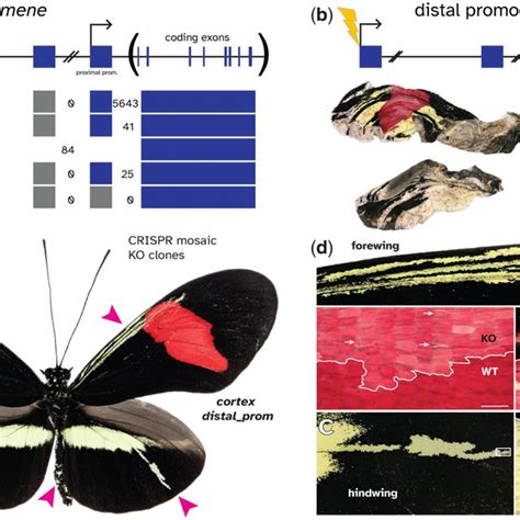 Knockout Of The Distal Promoter Phenocopies Cortex Protein Coding