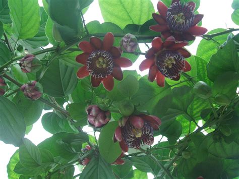 Fleurs De Passiflora Quadrangularis